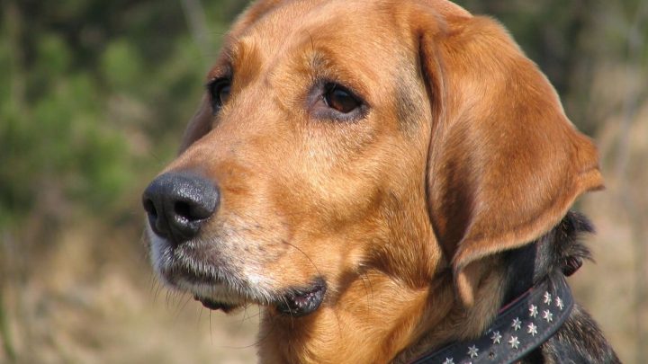 OGAR POLSKI - Krótka historia rasy, cechy zewnętrzne - GeoZoo