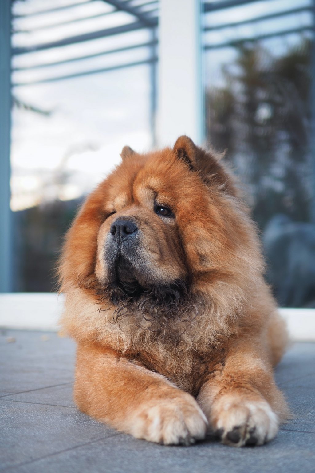 Chow chow - Krótka historia rasy, wygląd, temperament - GeoZoo