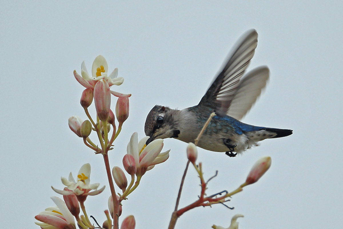 Żywienie i zdrowie koliberka hawańskiego - GeoZoo