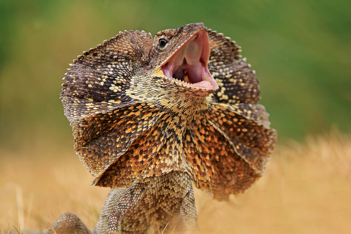 20 Najciekawszych zwierząt świata - GeoZoo