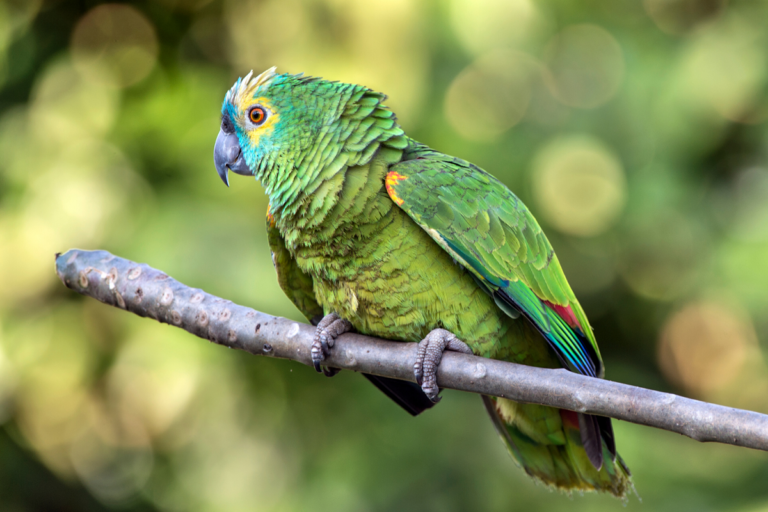 Urson - Wygląd ursona, zachowanie i temperament - GeoZoo