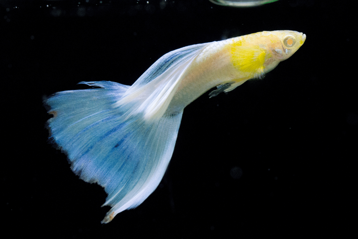 Gupik pawie oczko - Wygląd zewnętrzny, temperament - GeoZoo