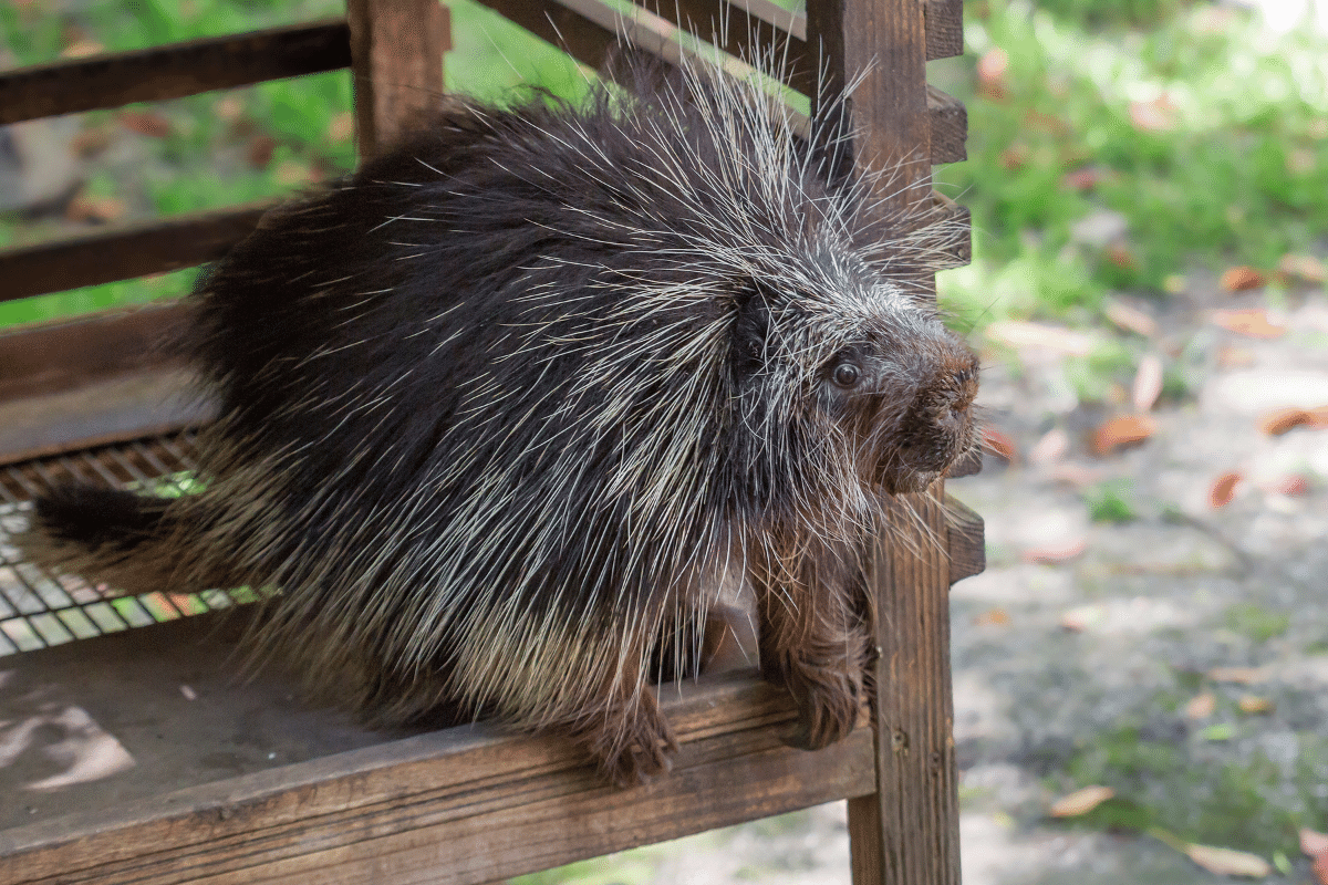 Urson - Wygląd ursona, zachowanie i temperament - GeoZoo