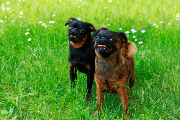 Jak powstają rasy psów? - Co to jest rasa? - GeoZoo