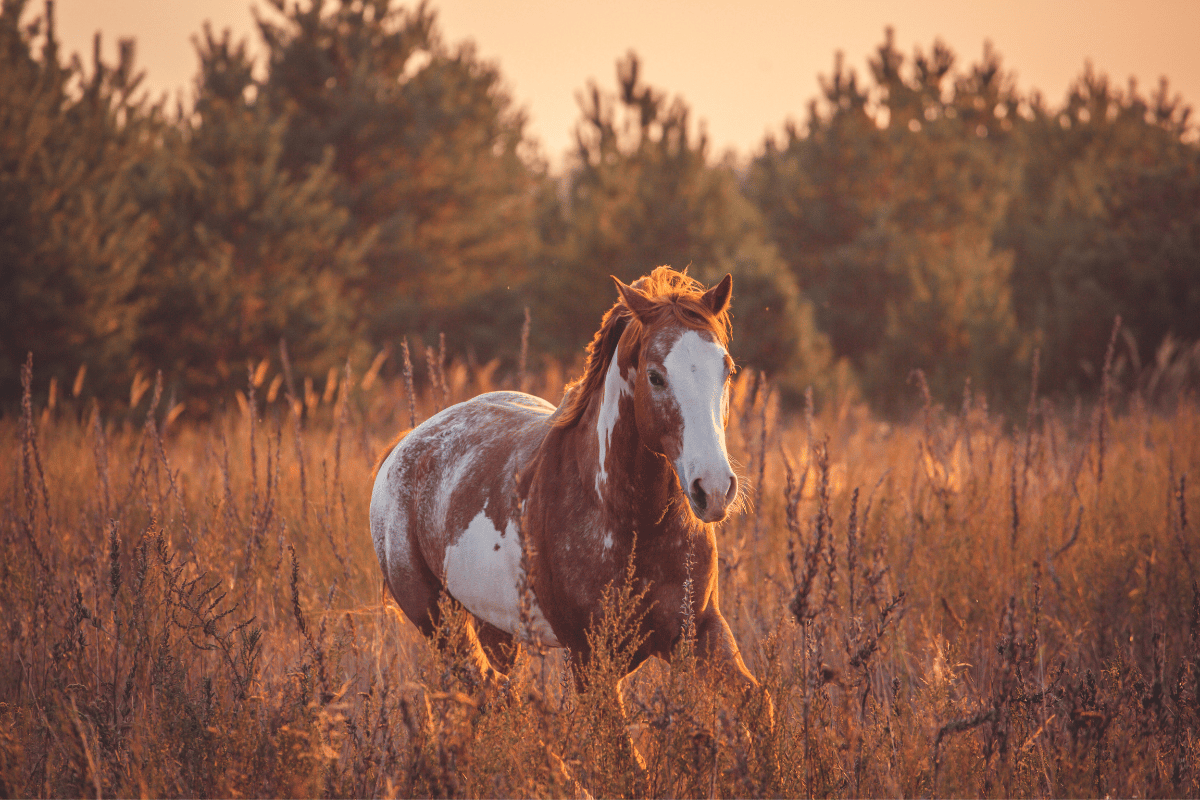 Konie - Polskie rasy koni, typy koni, maści końskie - GeoZoo