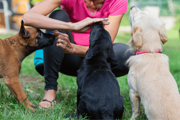 Agresywne rasy psów - Wykaz 11 ras - GeoZoo