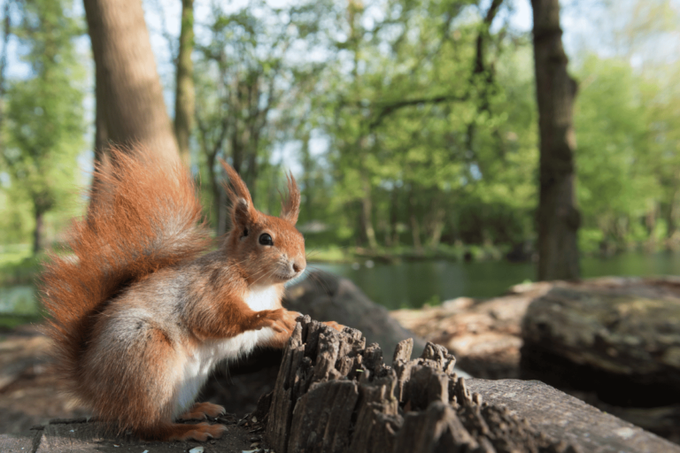Wiewiórka pospolita - Wygląd wiewiórki pospolitej - GeoZoo