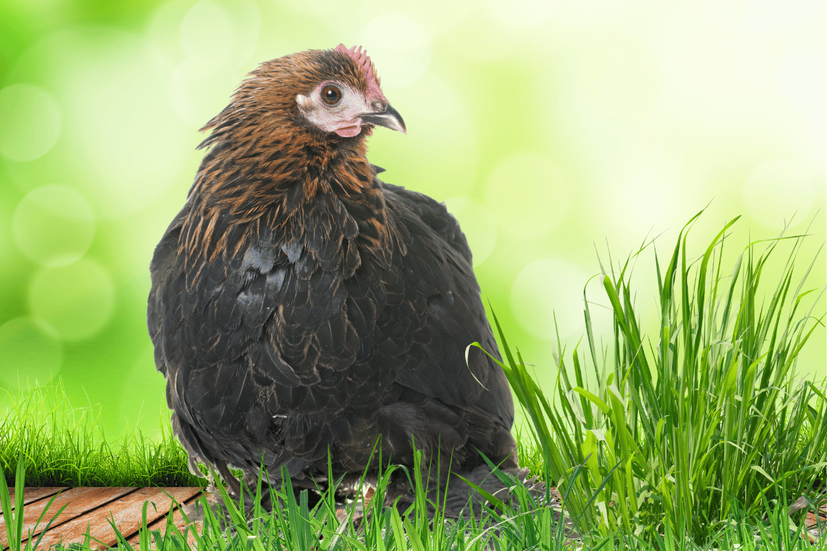 Kury ozdobne - Kura jedwabista, Wyandotta, Sebrytka - GeoZoo