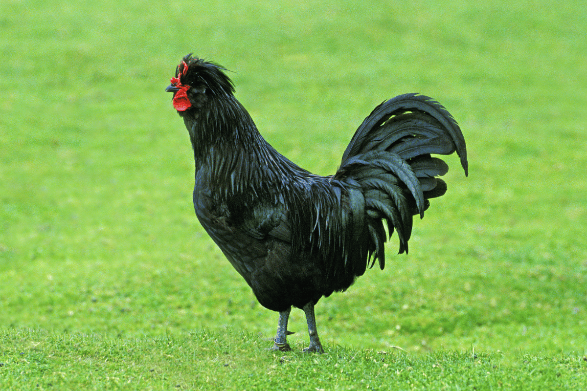 Kury ozdobne - Kura jedwabista, Wyandotta, Sebrytka - GeoZoo