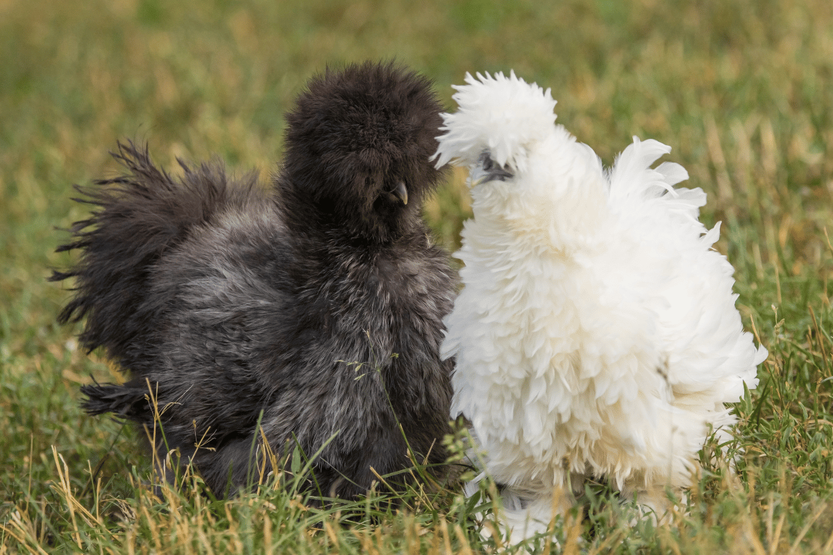 Kury ozdobne - Kura jedwabista, Wyandotta, Sebrytka - GeoZoo