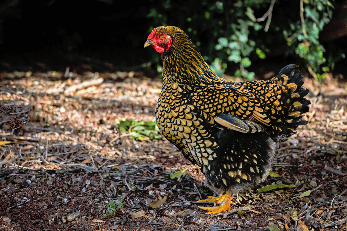 Kury ozdobne - Kura jedwabista, Wyandotta, Sebrytka - GeoZoo