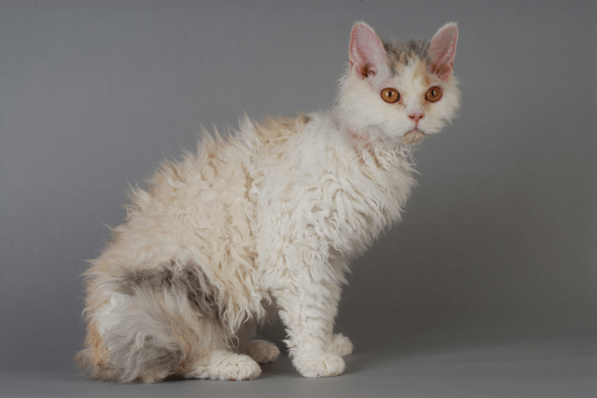 Selkirk rex - Wygląd, charakter, i pielęgnacja - GeoZoo