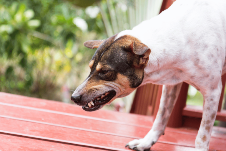 Agresywne rasy psów - Wykaz 11 ras - GeoZoo