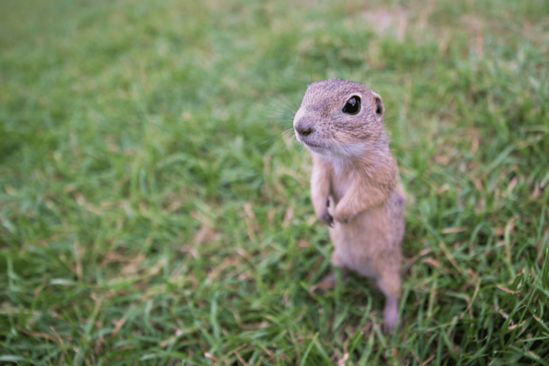 Suseł - podział systematyczny, rodzaje susłów - GeoZoo